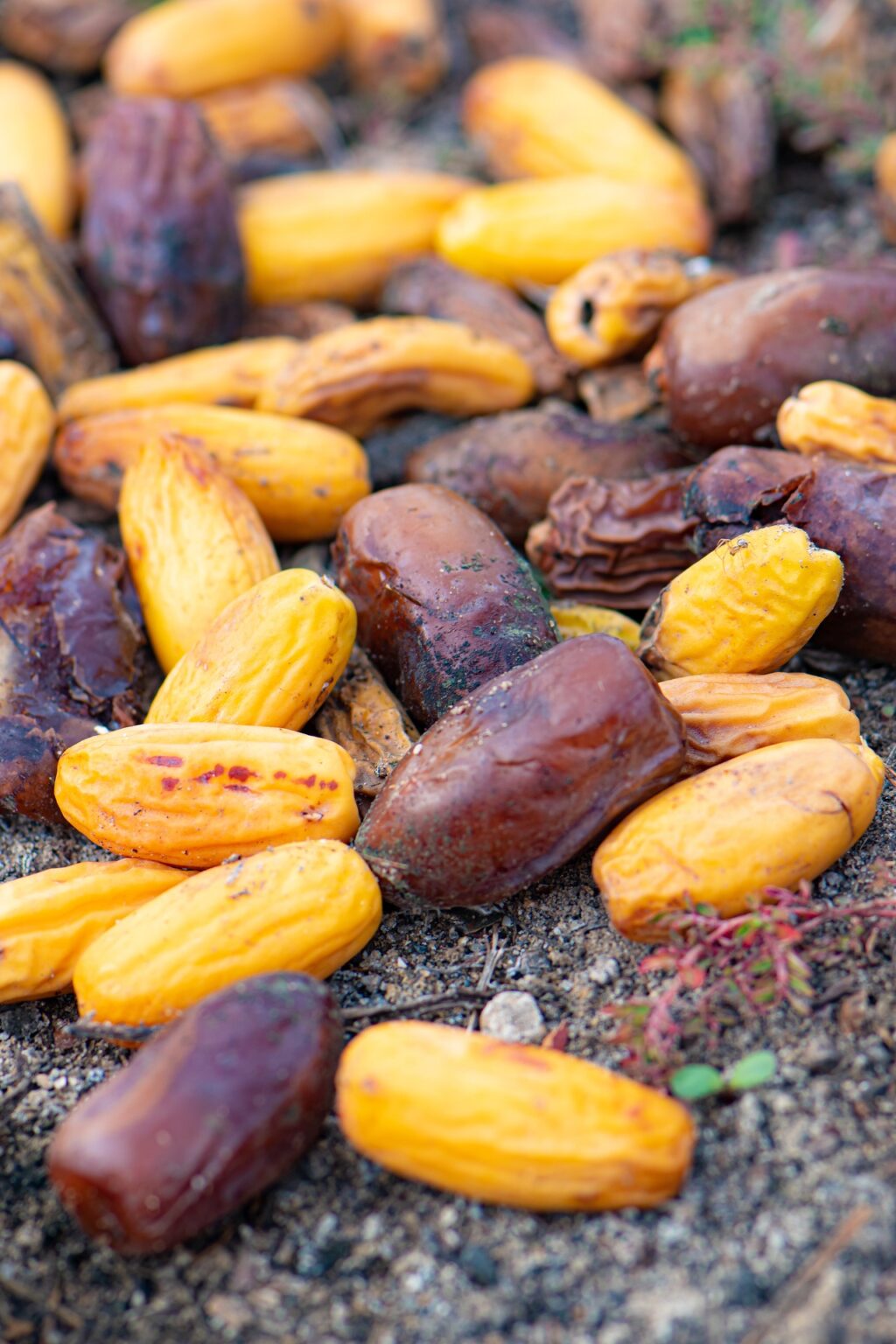 תמרים: כל מה שצריך לדעת (תמר צהוב ועוד) - האקדמיה למזון